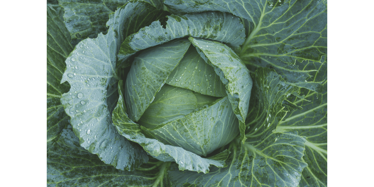 The Health Benefits of Eating Cabbage in South Africa - Eating Plant-Based
